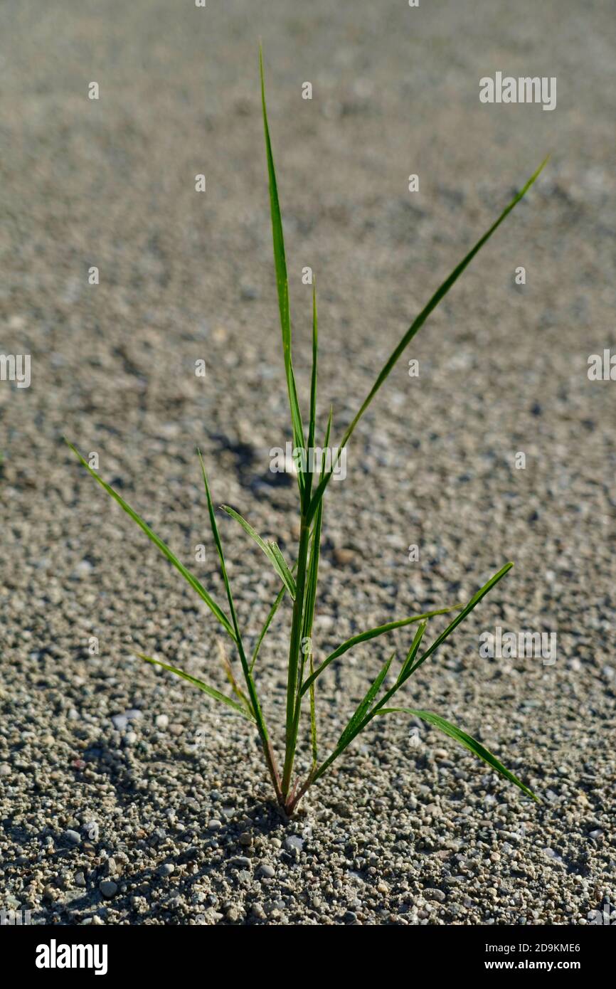 Blade of grass grows through a sand area hi-res stock photography and ...