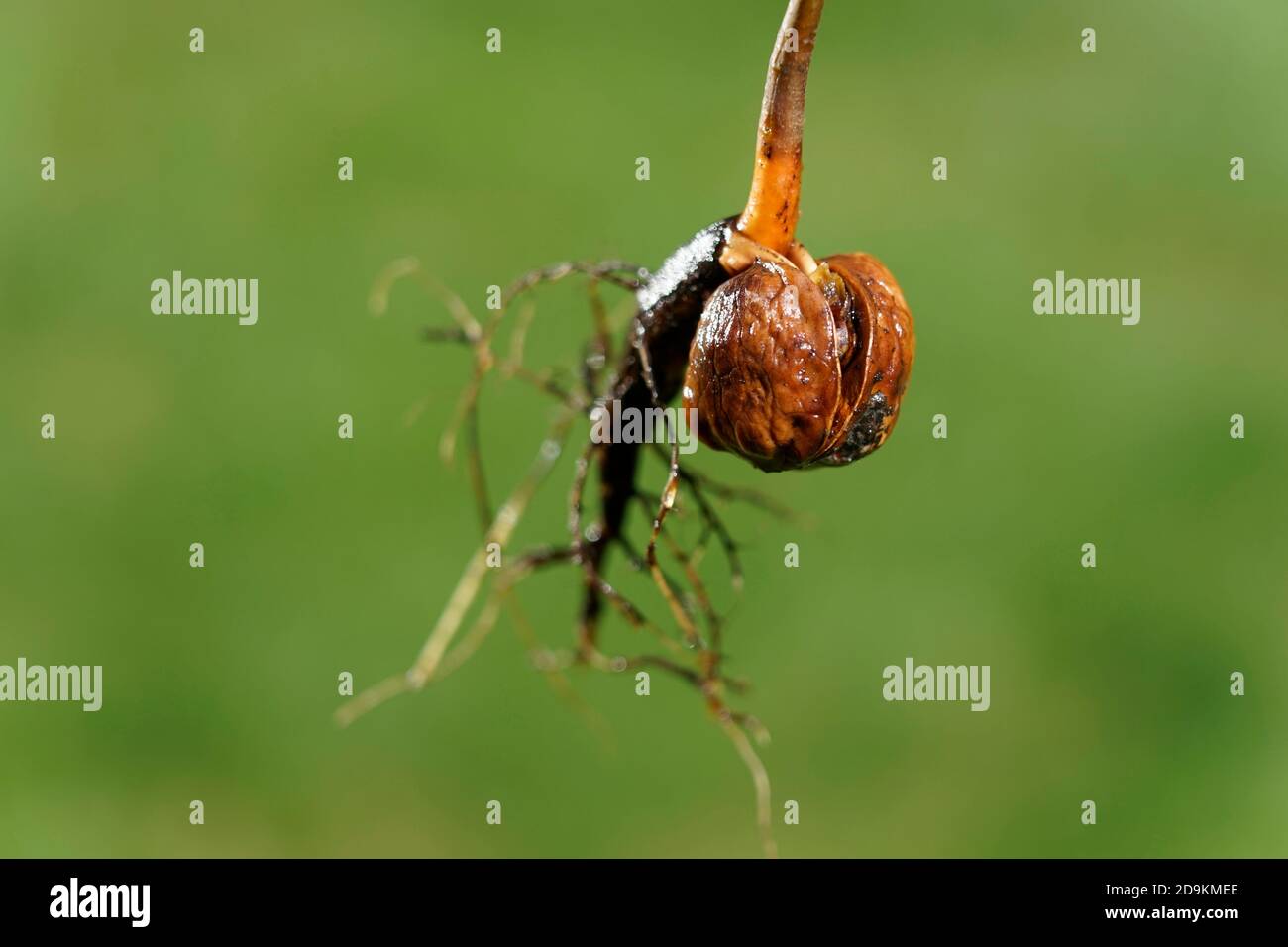 Germany, Bavaria, Upper Bavaria, germinating walnut, root, Juglans ...