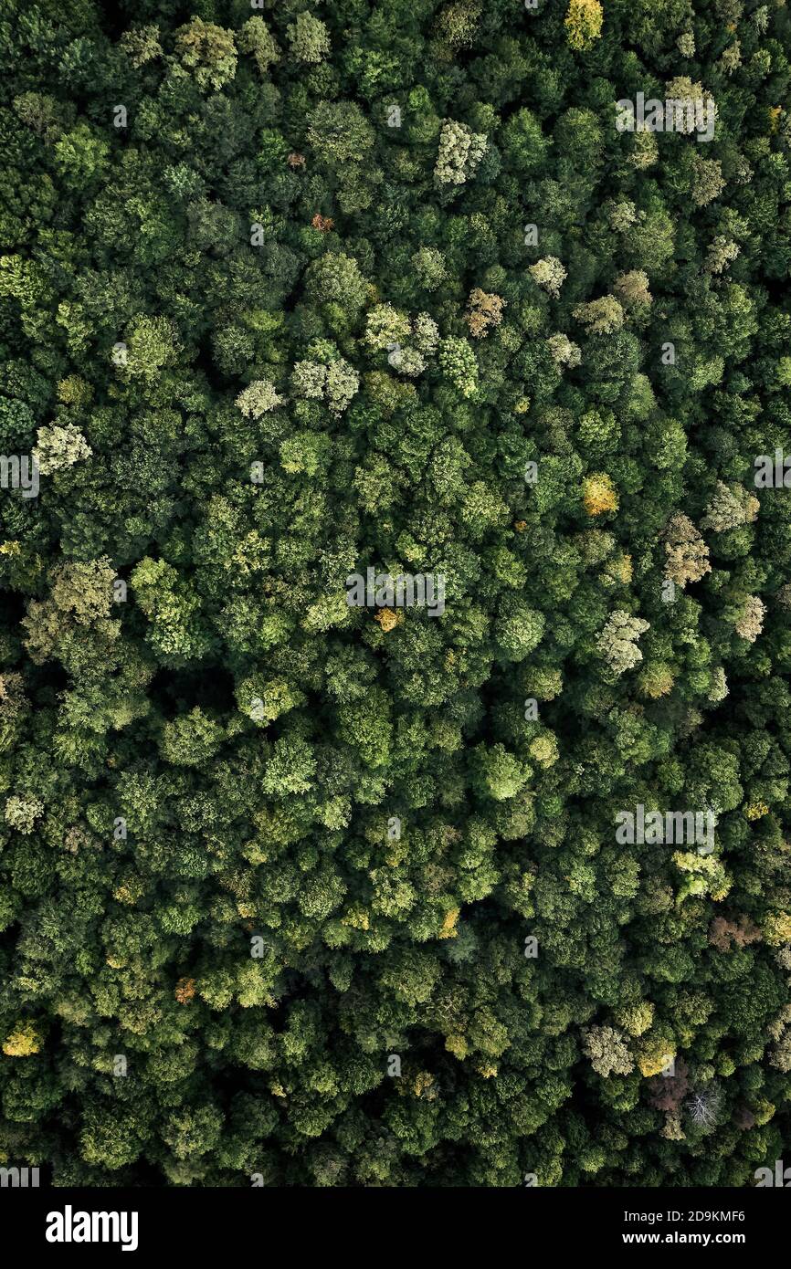 Forest with a bird's eye view. shooting from drone Stock Photo - Alamy