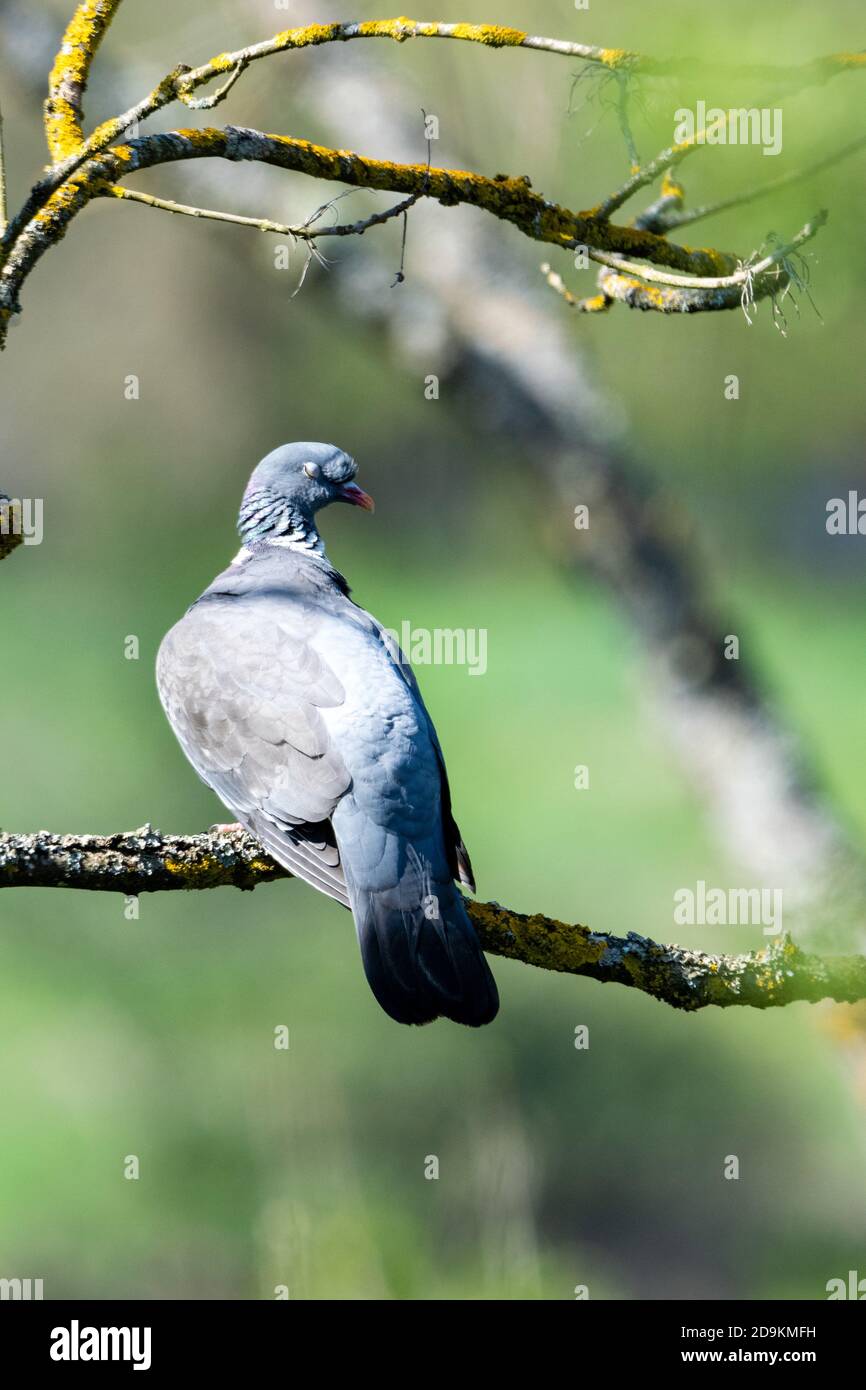 Tourterelle hi-res stock photography and images - Alamy