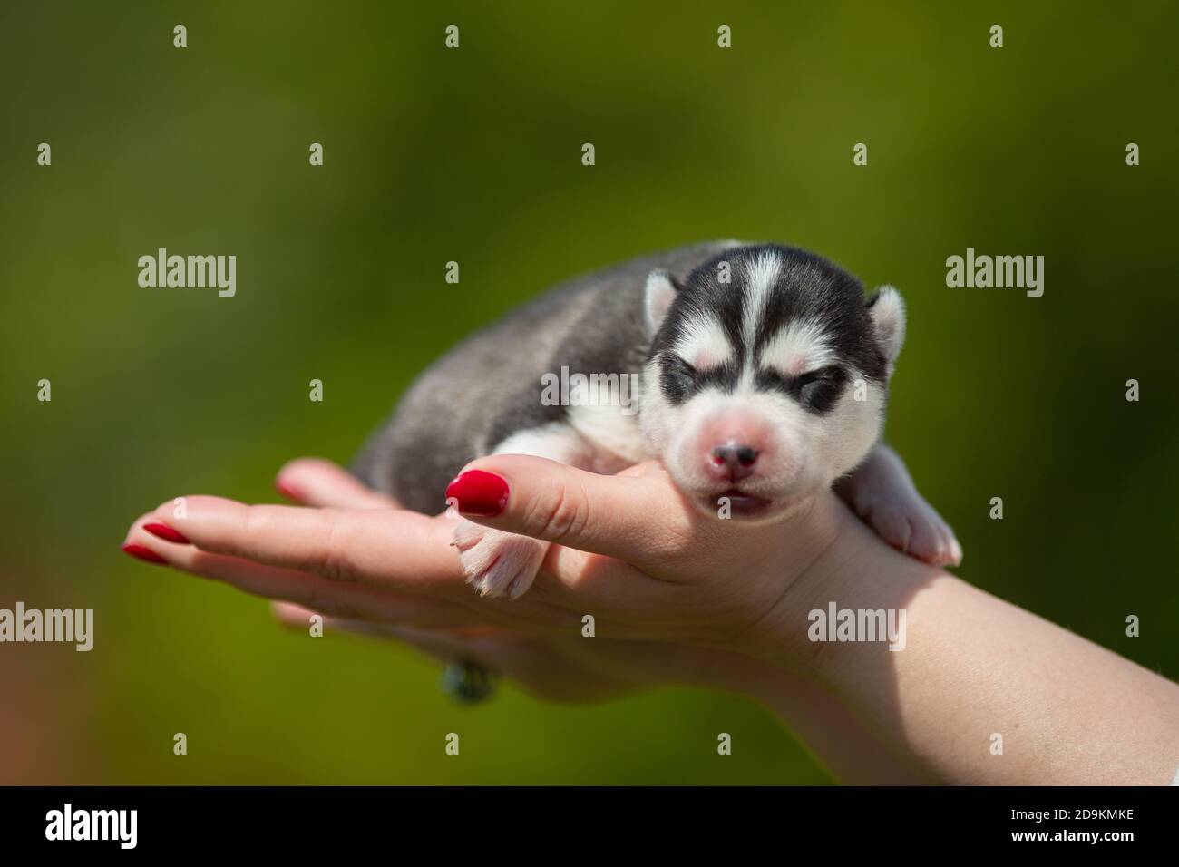 Woman holds black and white colored Siberian Husky puppy in her hands ...