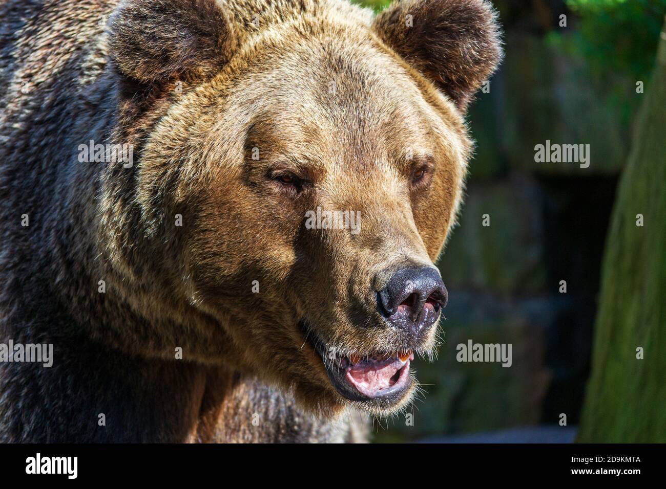 Grizzly bear nose hi-res stock photography and images - Alamy