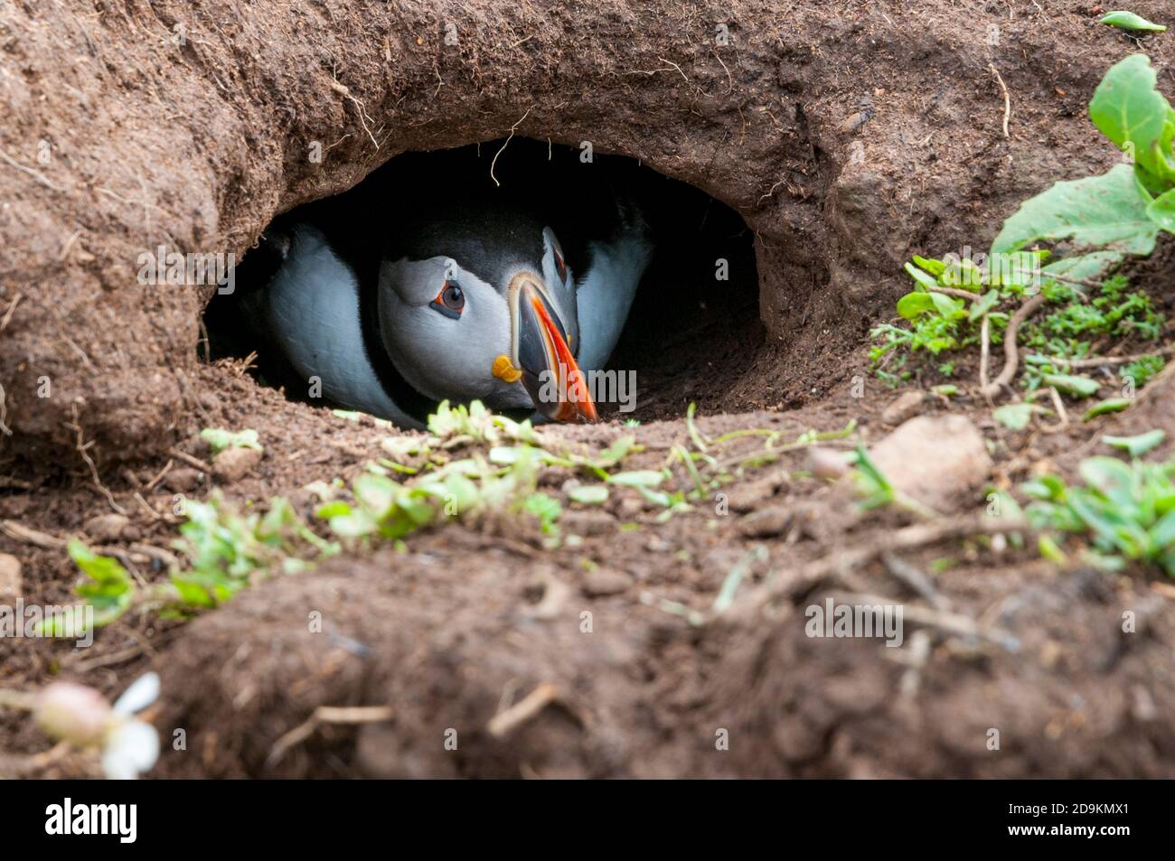 Welsh puffin hi-res stock photography and images - Alamy