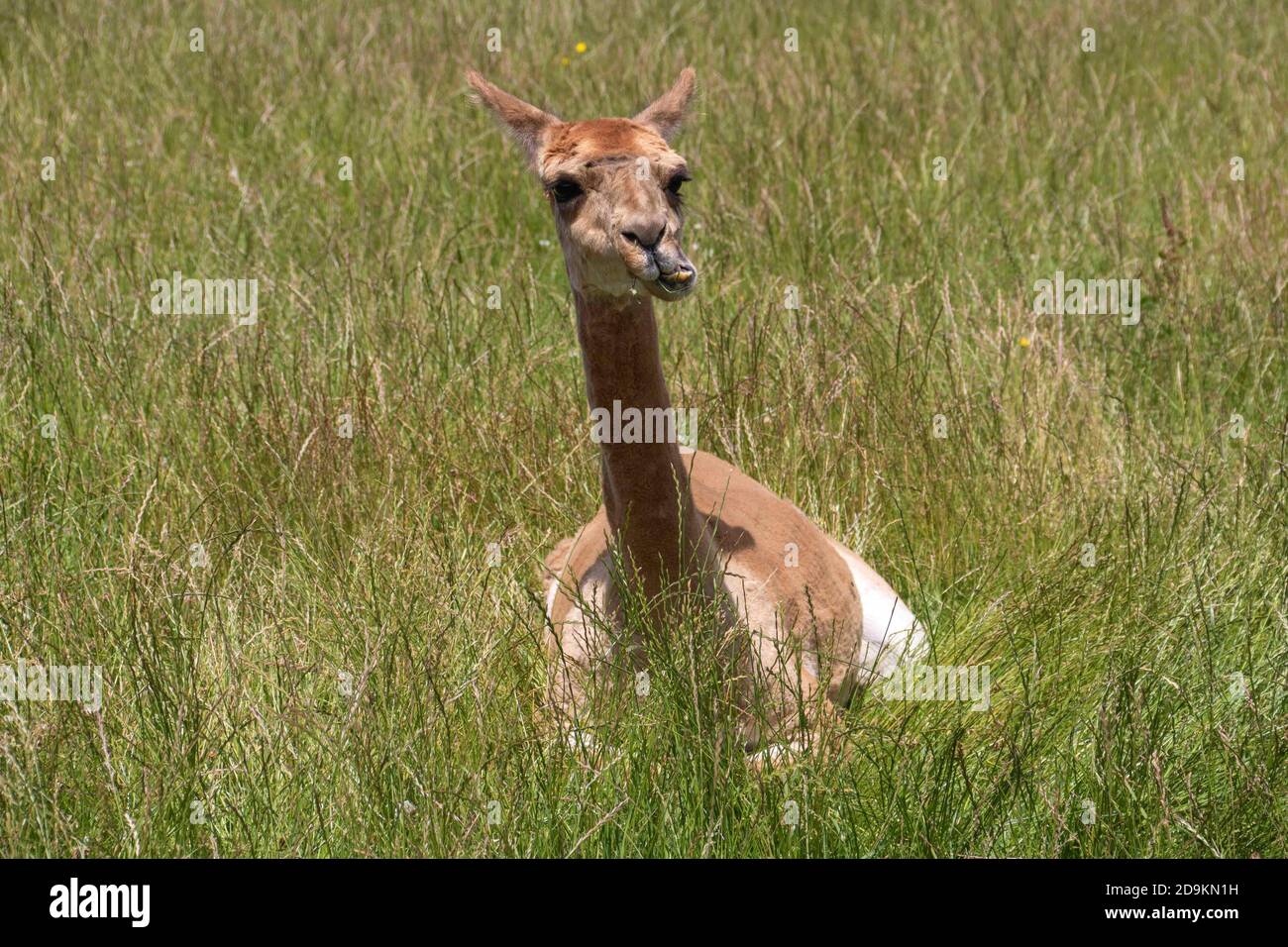 pretty alpaca pulling a silly face Stock Photo - Alamy