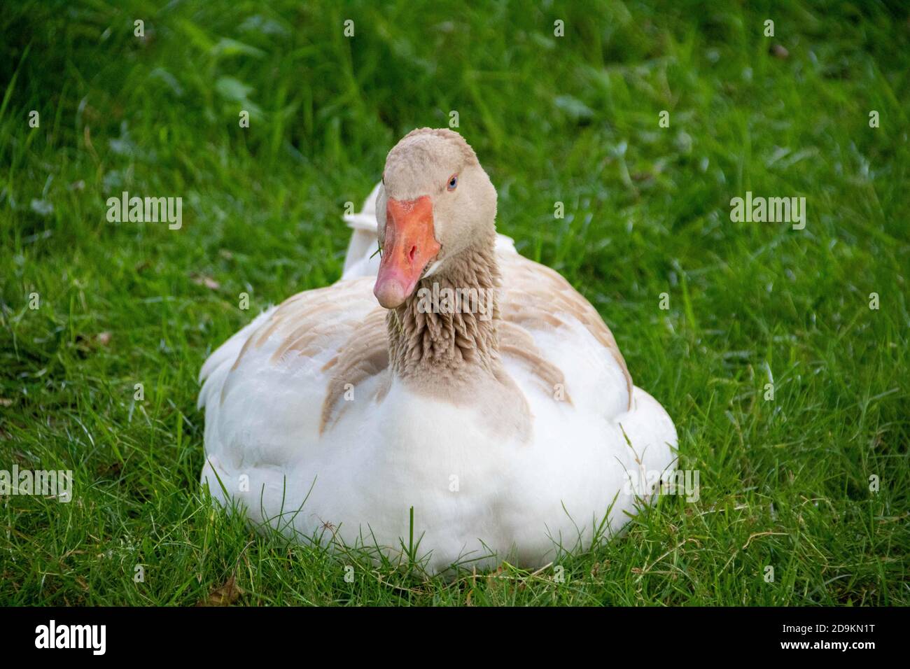 beautiful goose sitting in the grass Stock Photo - Alamy