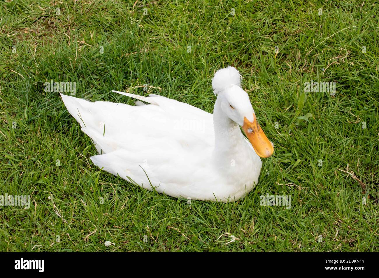 White crested duck hi-res stock photography and images - Alamy