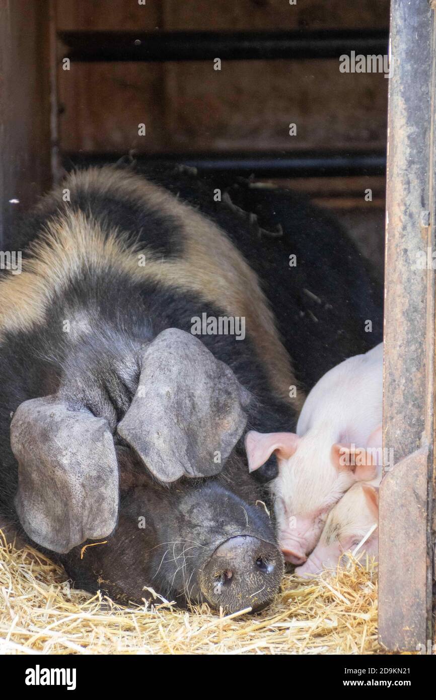 Beautiful young domestic pig hi-res stock photography and images - Alamy