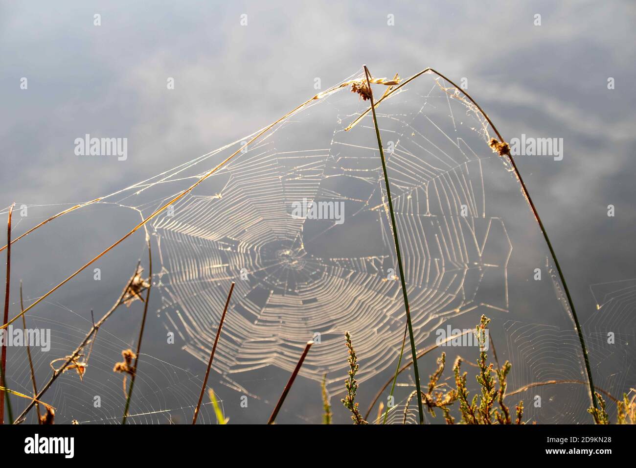 Cobweb trap hi-res stock photography and images - Alamy
