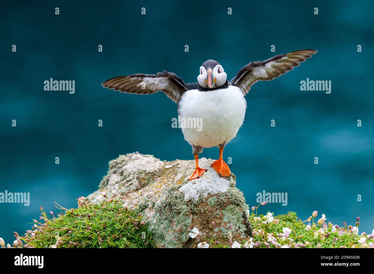 Puffin flapping wings on top hi-res stock photography and images - Alamy