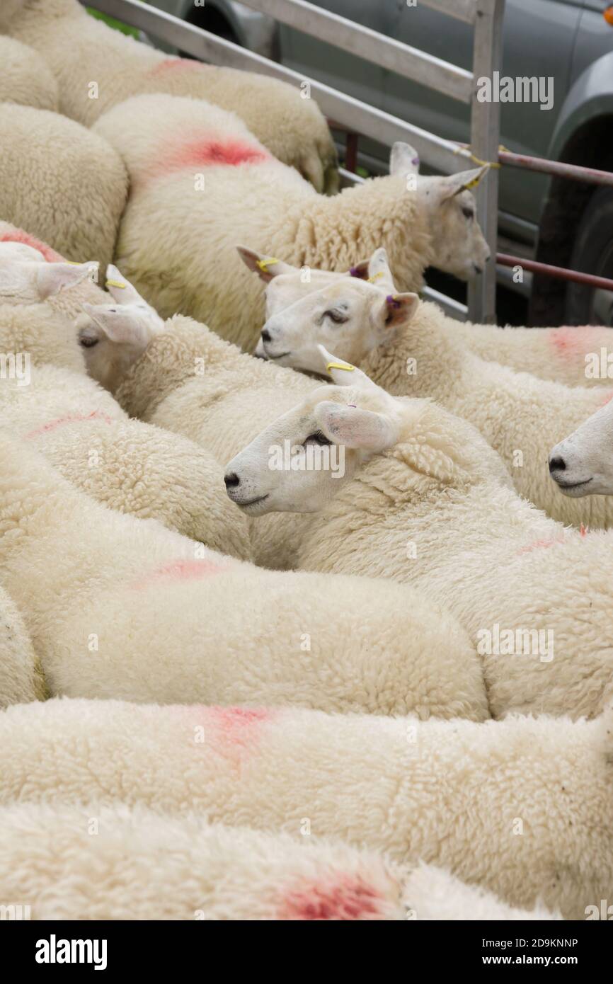 Flock of sheep being loaded on to a animal transporter to be taken to ...