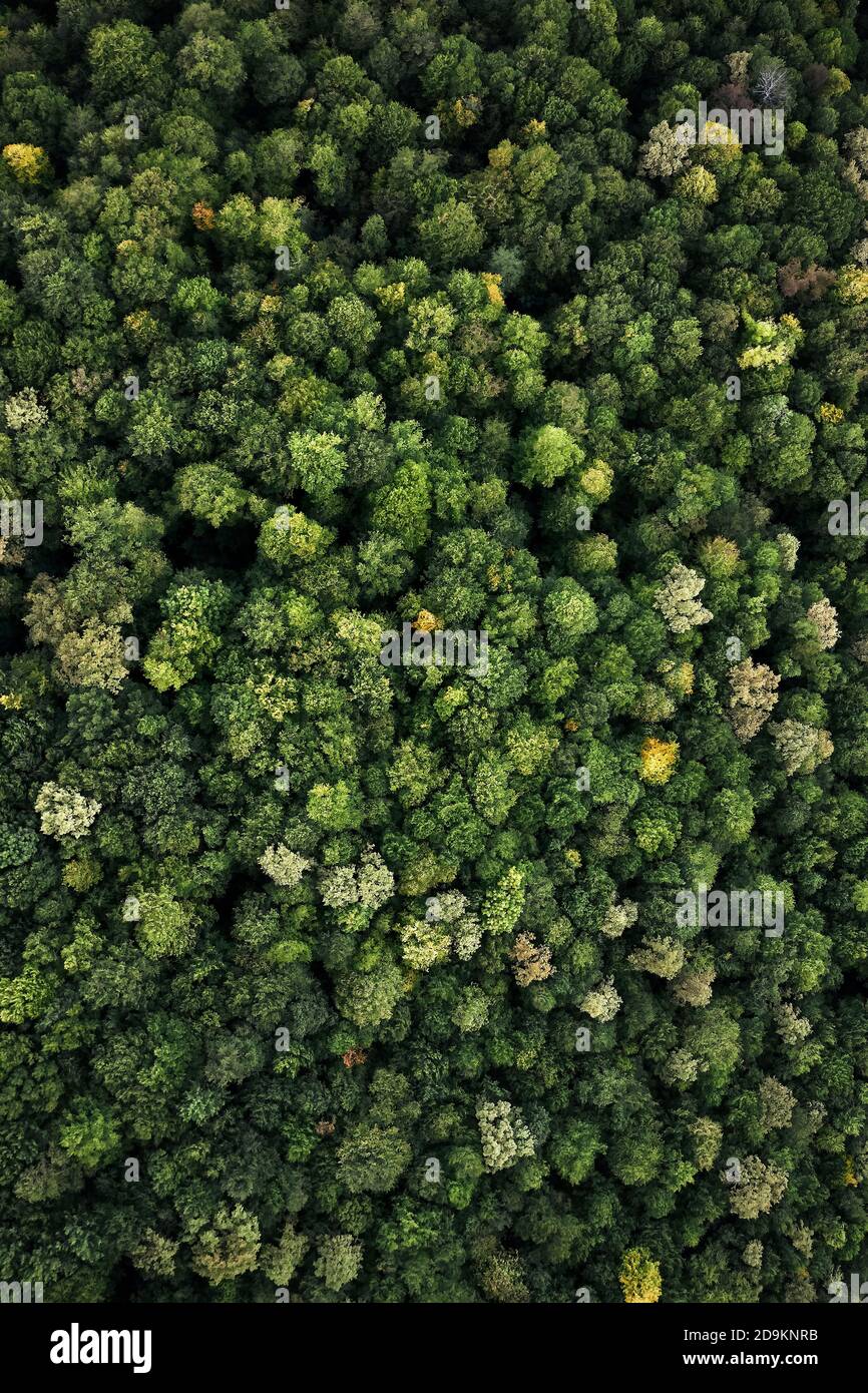 Beautiful evening forest from birds hi-res stock photography and images ...