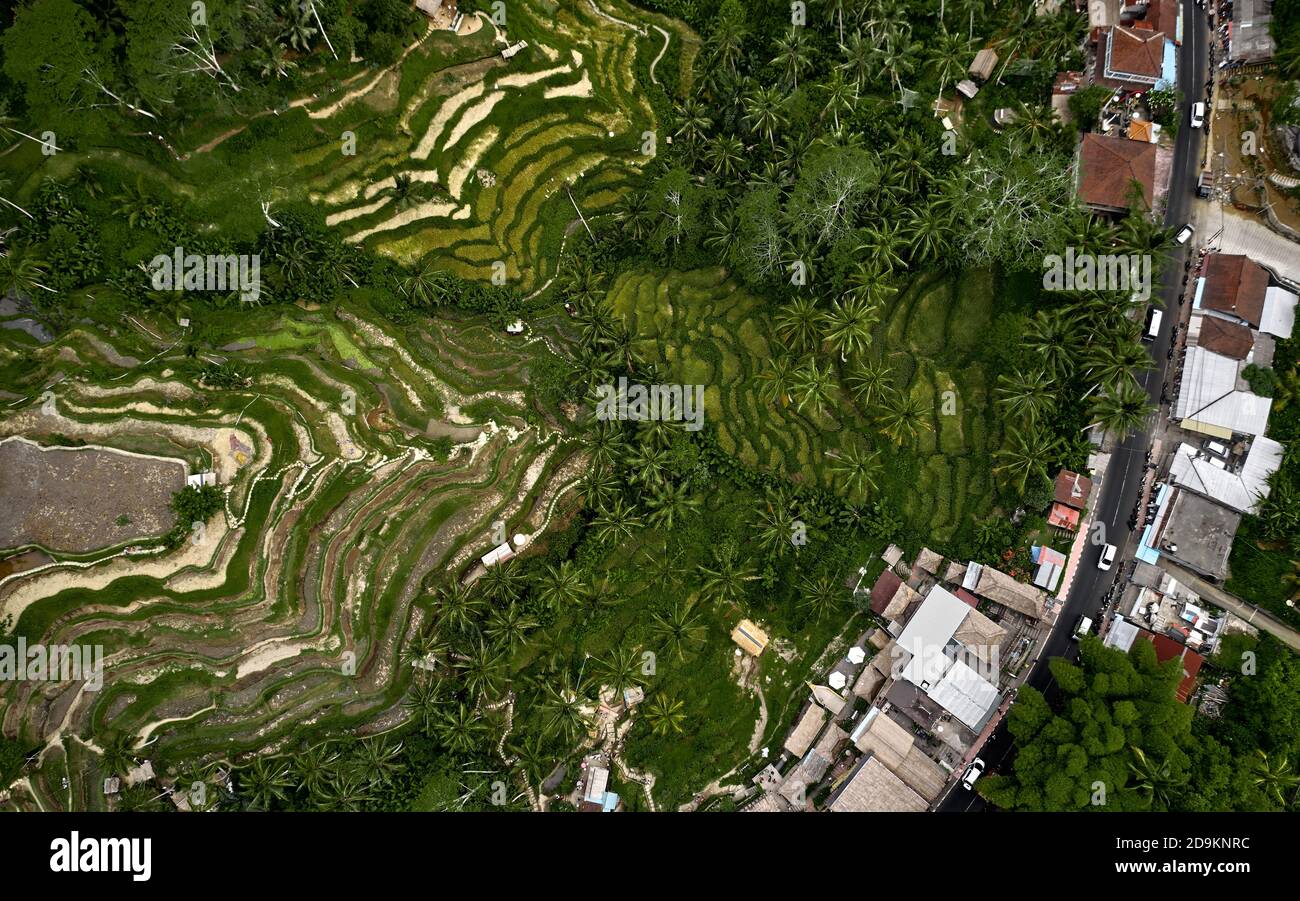 Top view or aerial shot of fresh green and yellow rice fields. Aerial ...