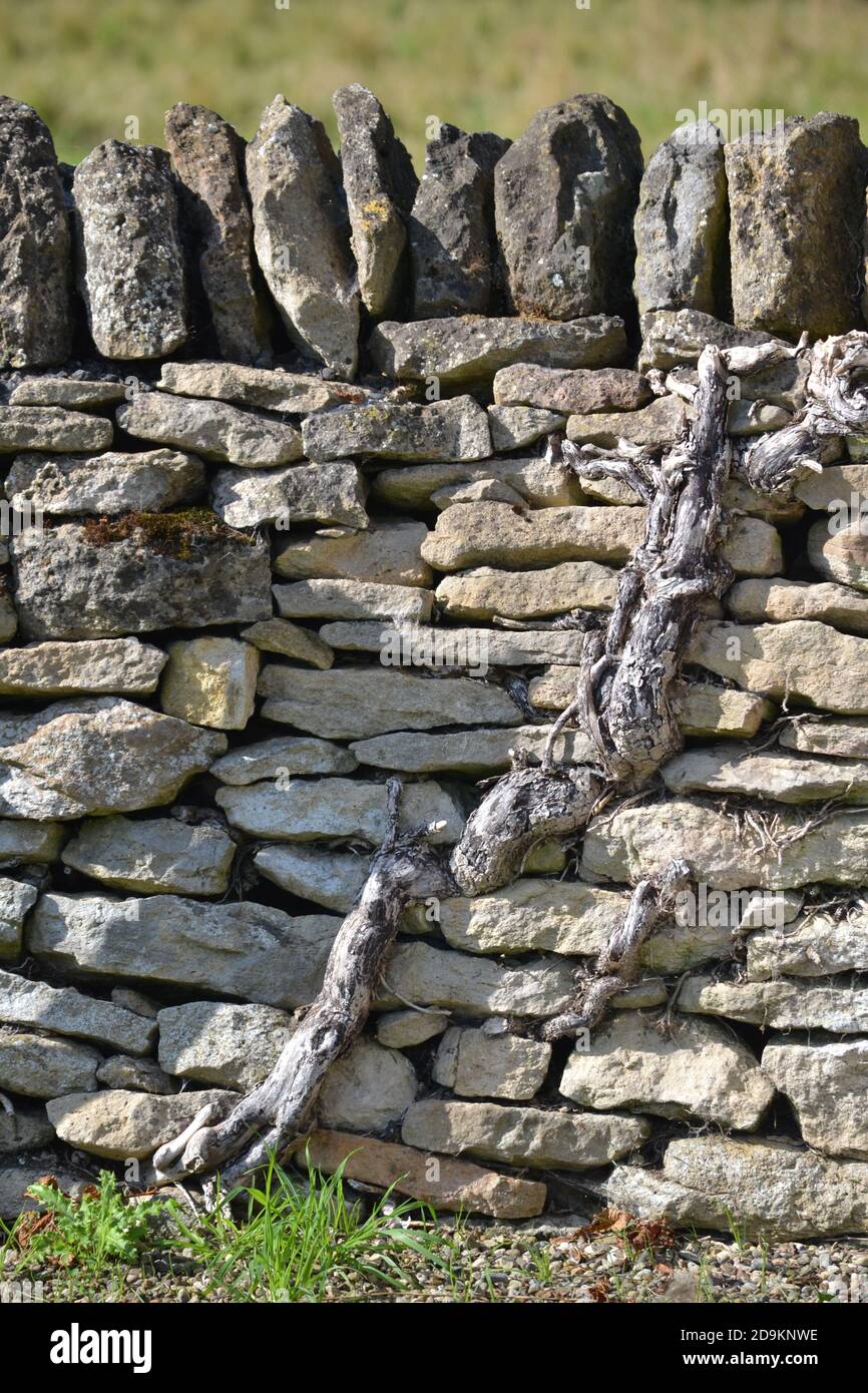 Old Tree Trunk Growing Through Stone Wall Stock Photo - Alamy