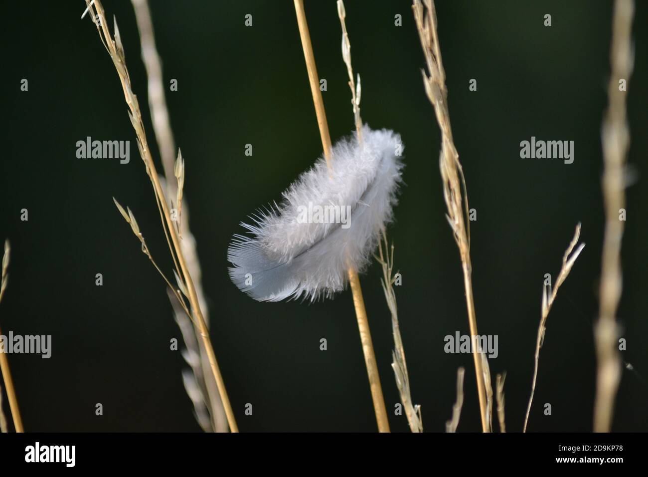 Small feather hanging from a blade of grass Stock Photo - Alamy
