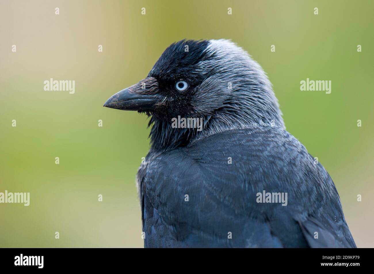 A close up on the head of an adult jackdaw (Corvus monedula) at RSPB ...