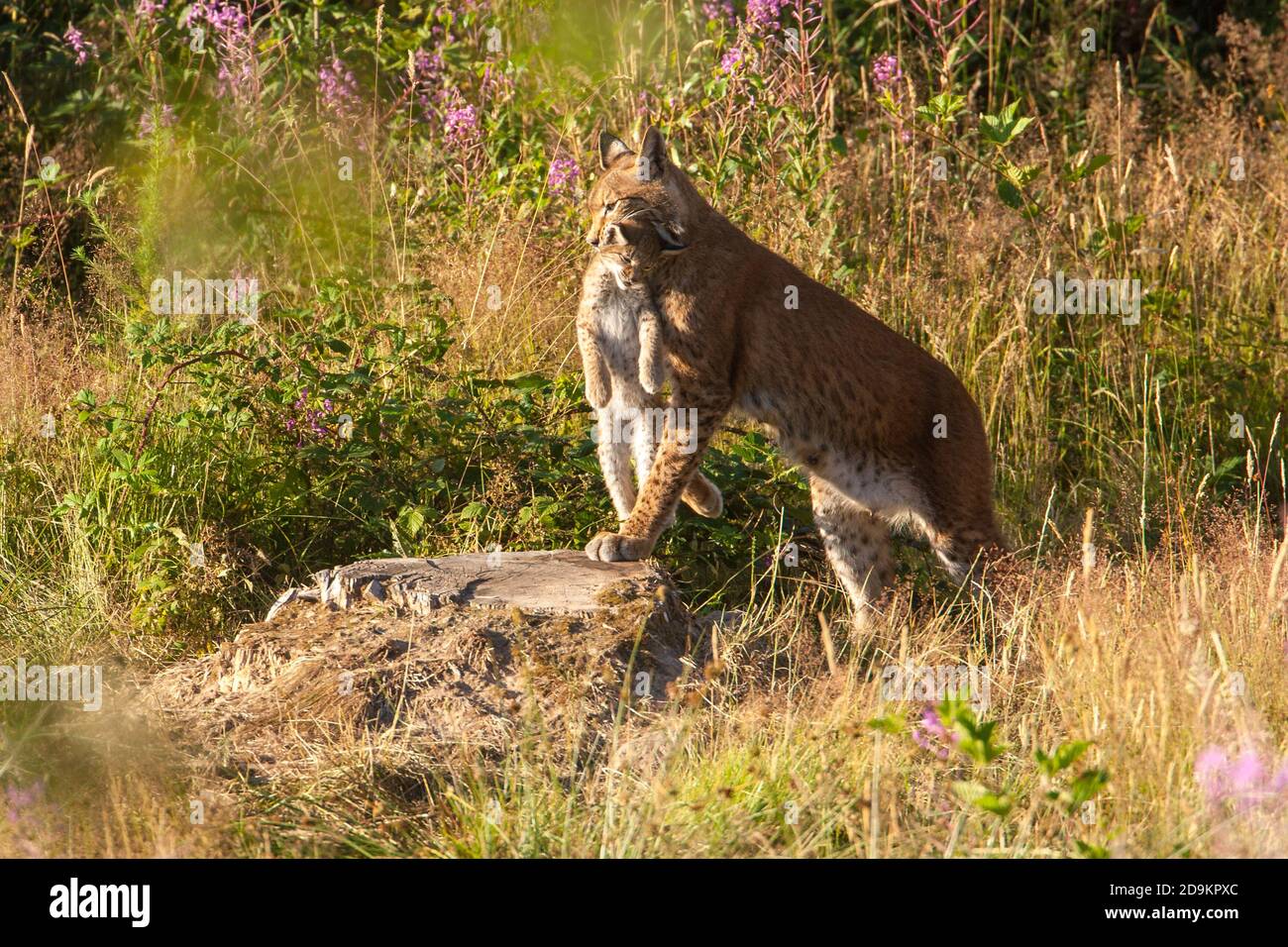 Lynx, lynx lynx Stock Photo - Alamy