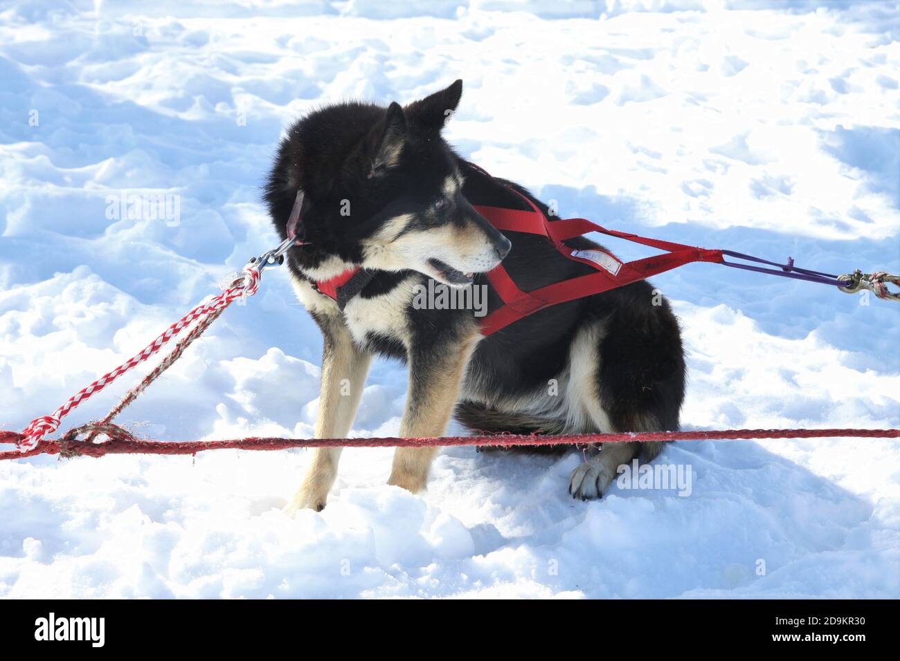 A sled dog resting but ready, in Alexandria, Minnesota, USA Stock Photo ...