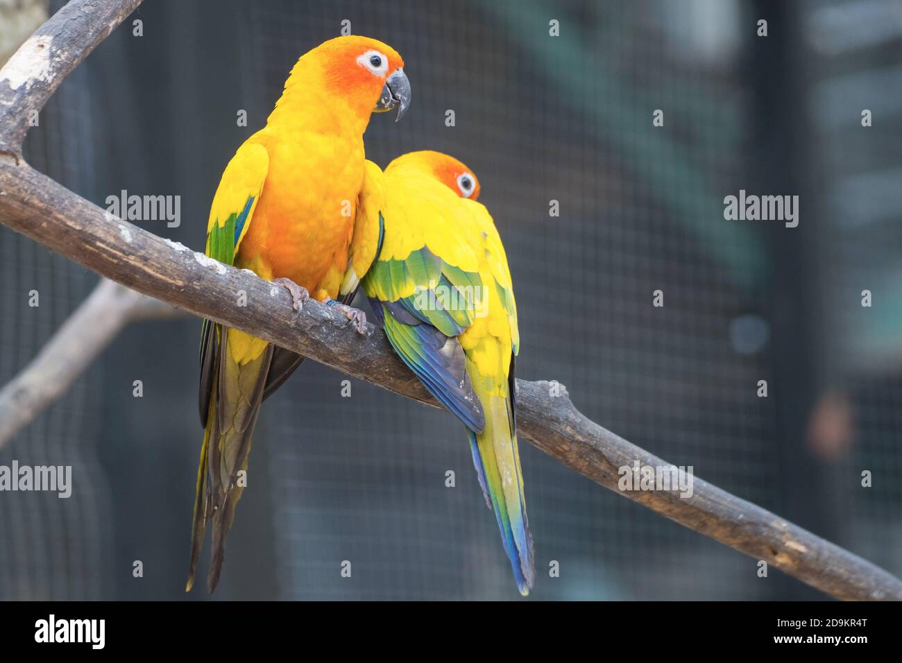 Sun Conure Parrots Beautiful Parrot on branch of tree Stock Photo - Alamy