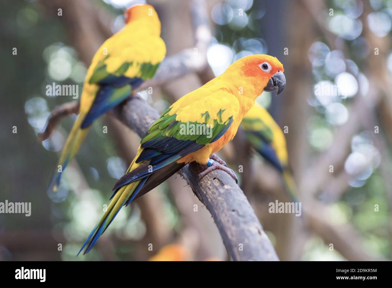 Miniature parrots hi-res stock photography and images - Alamy