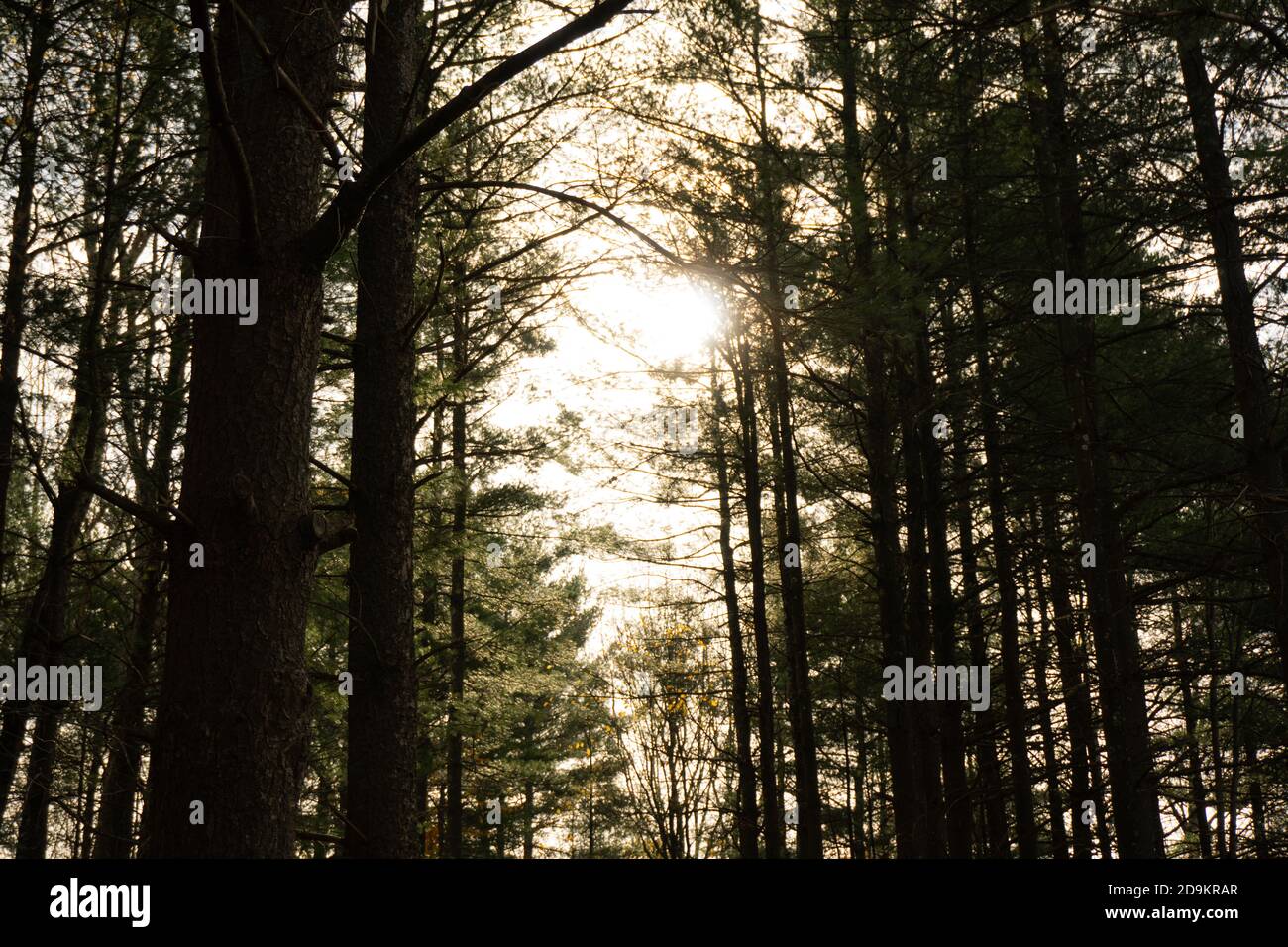 Deep woods hi-res stock photography and images - Alamy