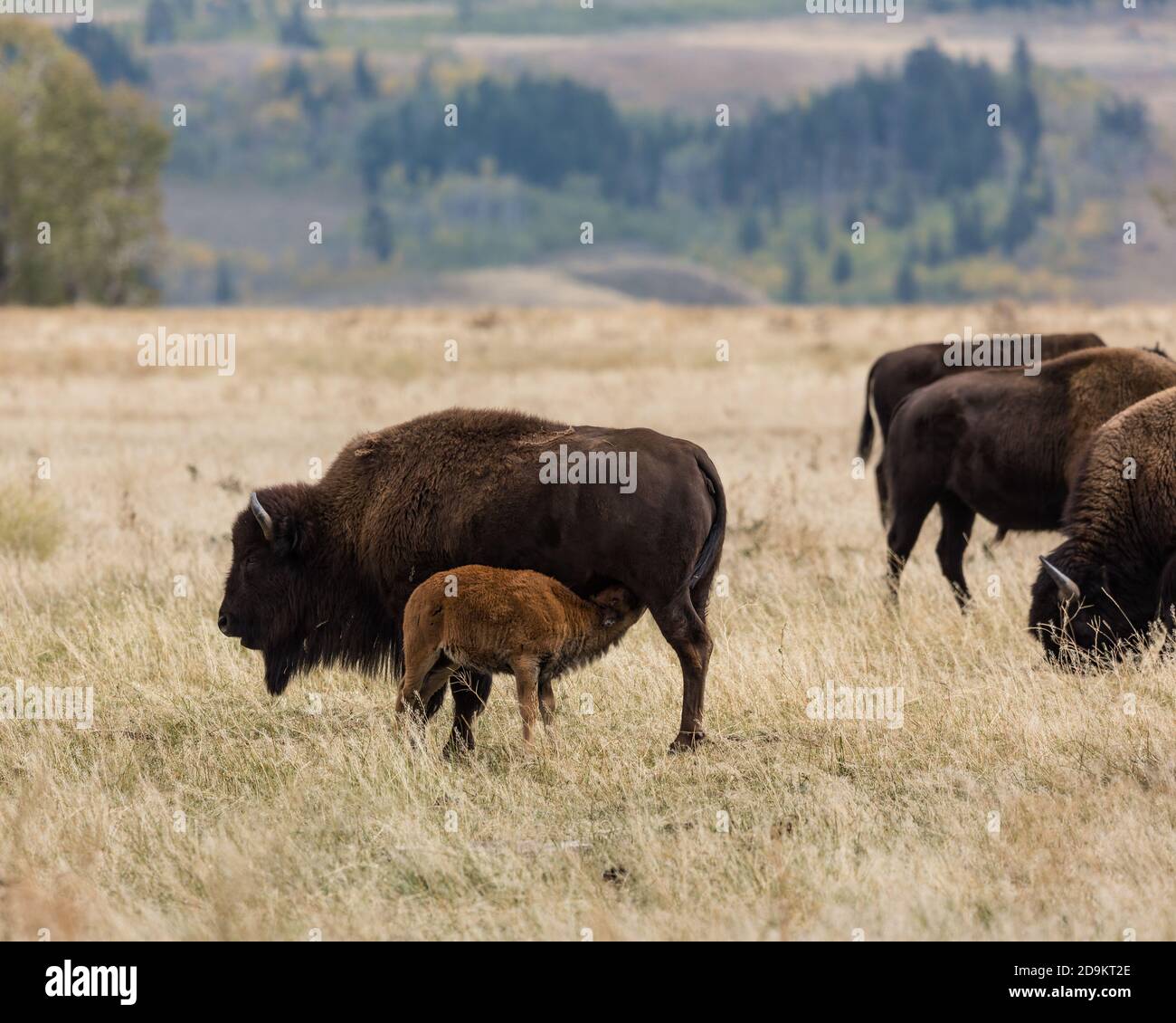 Young bison feeding from its mother hi-res stock photography and images ...