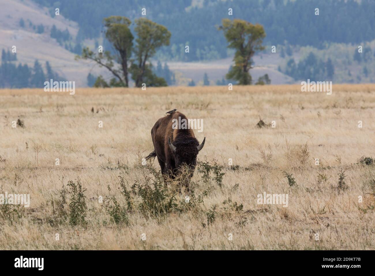 A Common Starling perches on the back of a bison cow in Grand Teton ...