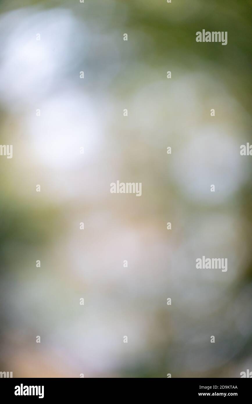 Woodland bokeh out of focus images of a forest with light Stock Photo ...