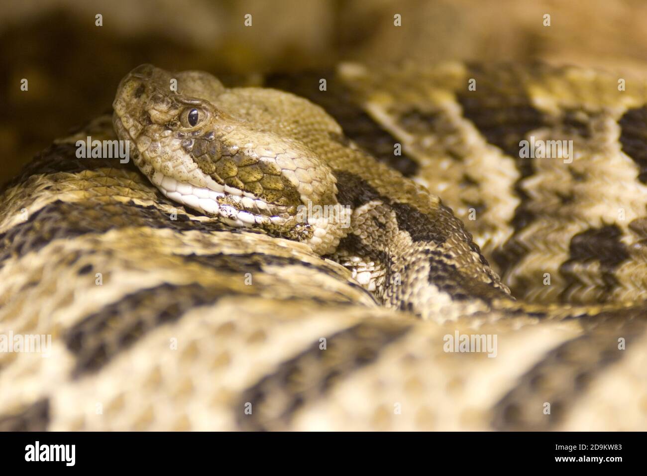 Snake venomous canebrake rattlesnake hi-res stock photography and ...
