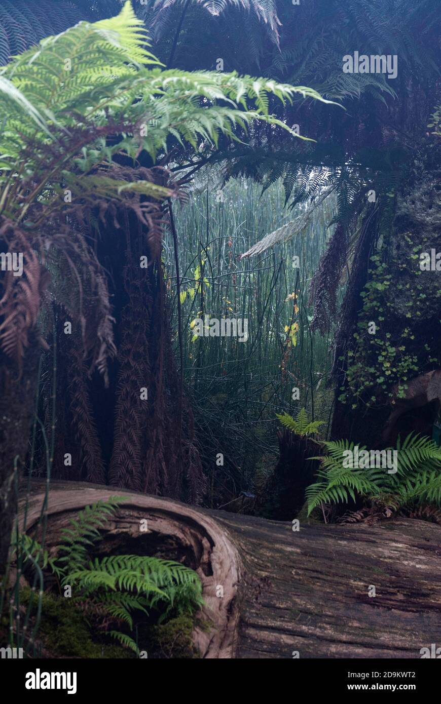 The evolution of land plants display part of the evolution collection ...