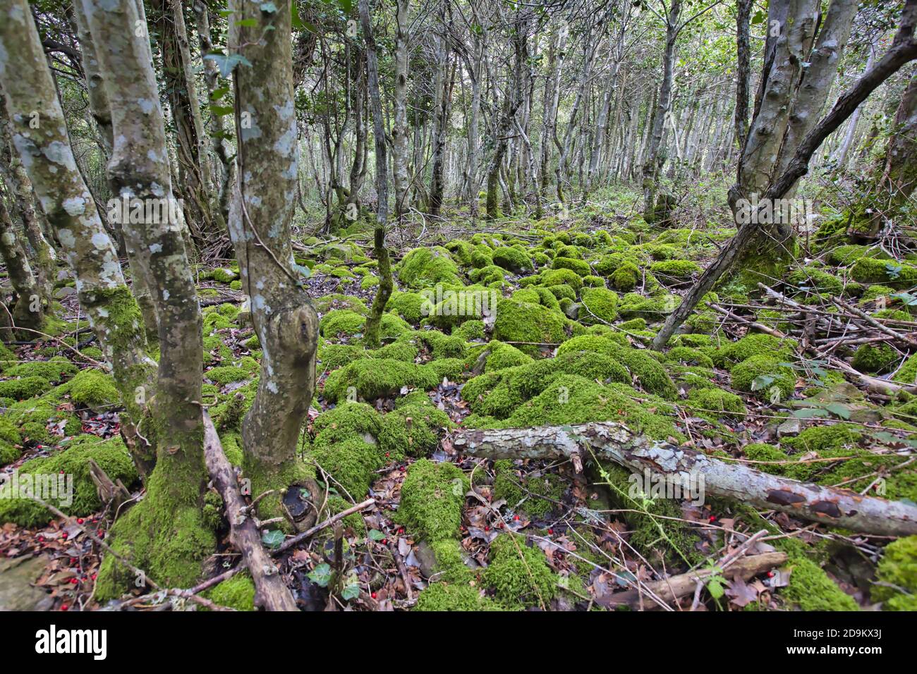 Holly forest - Acebal de Garagüeta Stock Photo - Alamy