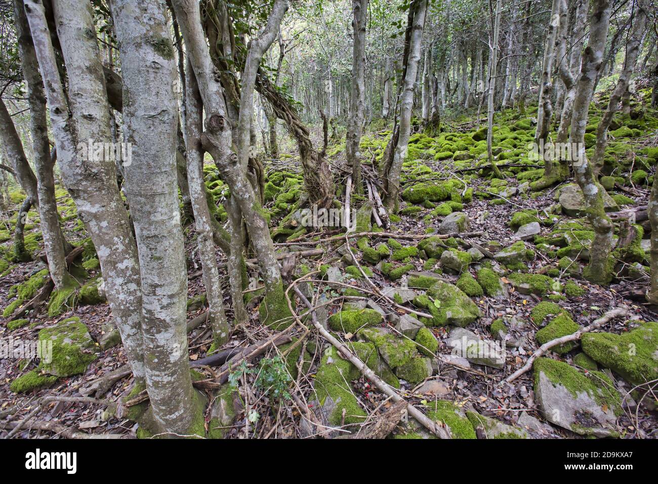 Holly forest - Acebal de Garagüeta Stock Photo - Alamy