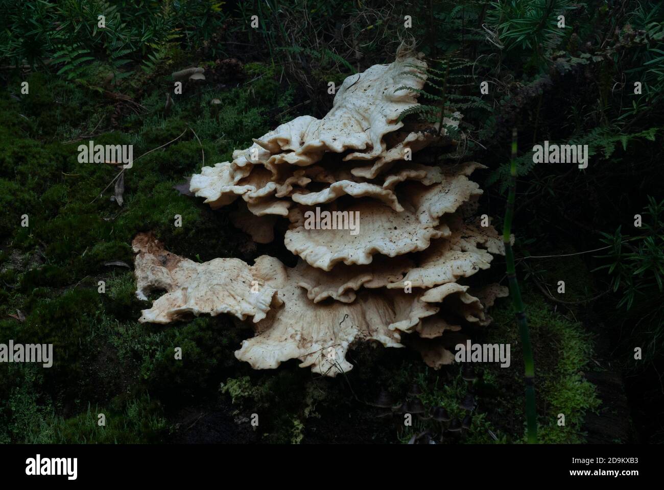 Fomitopsidaceae fungi mushrooms growing on a decaying tree trunk ...