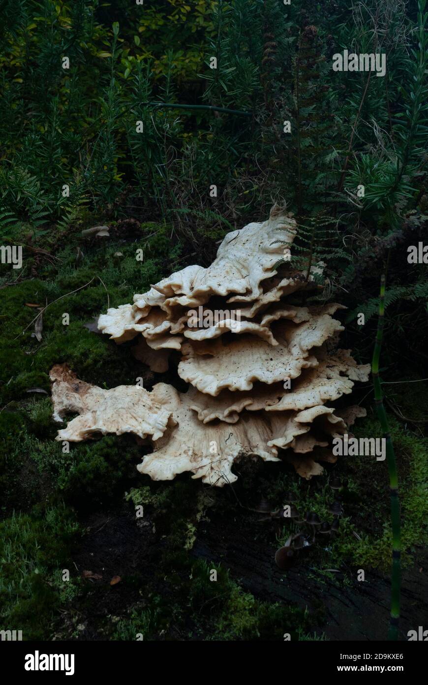Fomitopsidaceae fungi mushrooms growing on a decaying tree trunk ...