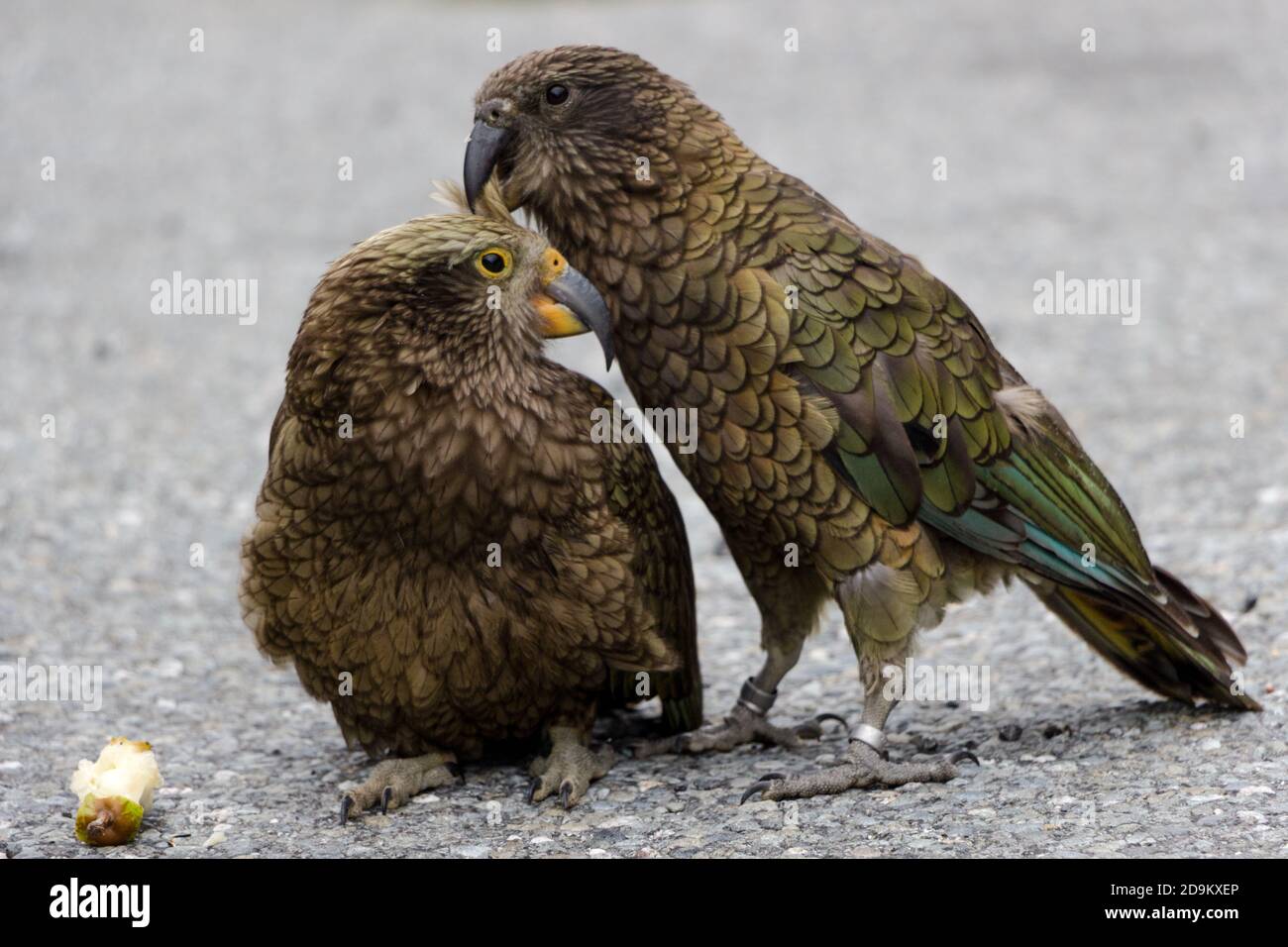 New zealand keas hi-res stock photography and images - Alamy