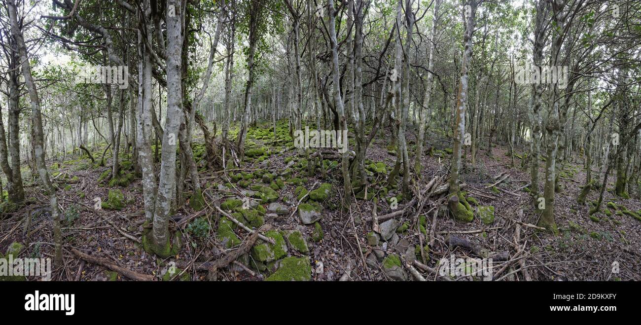 Holly forest - Acebal de Garagüeta Stock Photo - Alamy