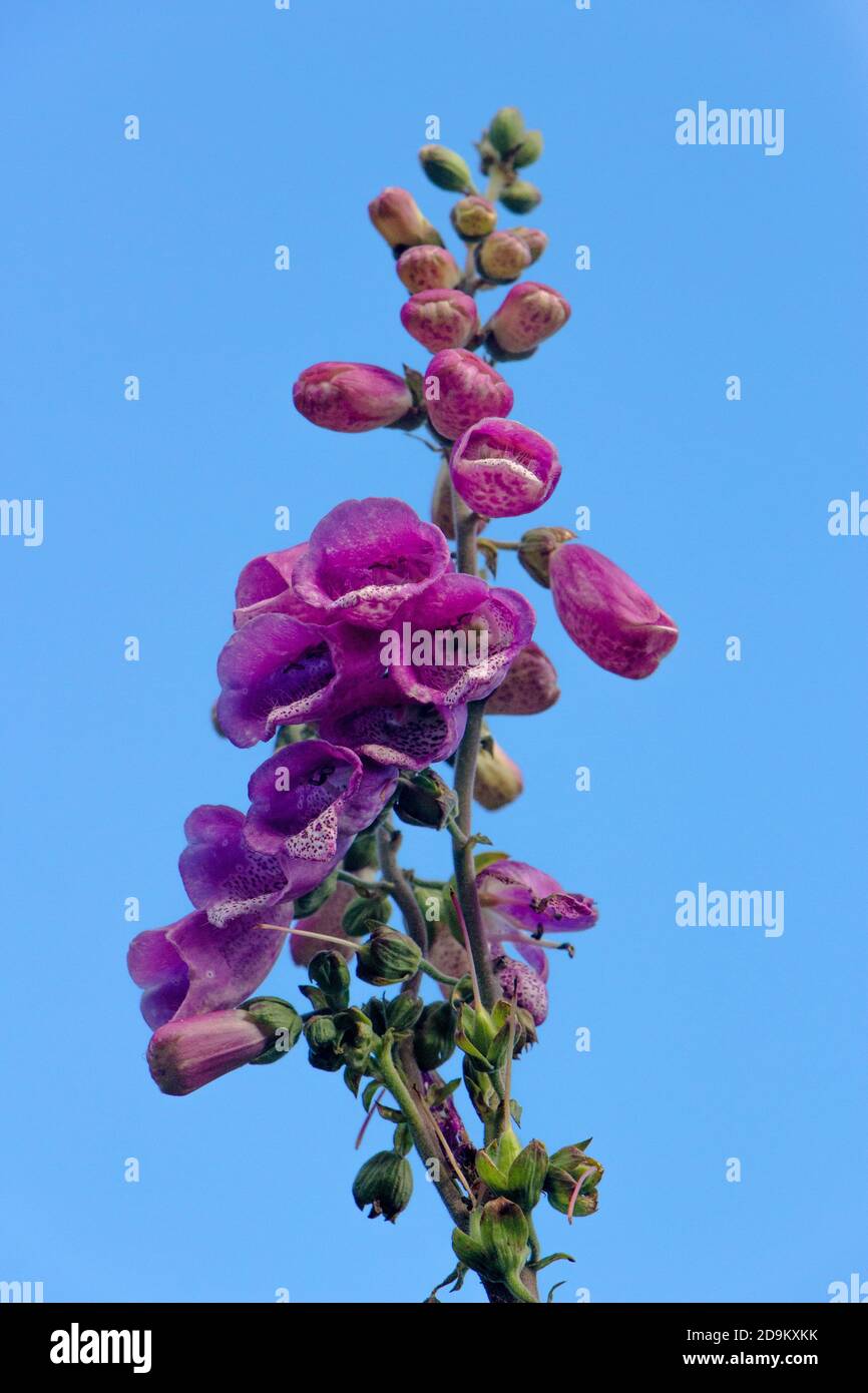 Thimble flower hi-res stock photography and images - Alamy