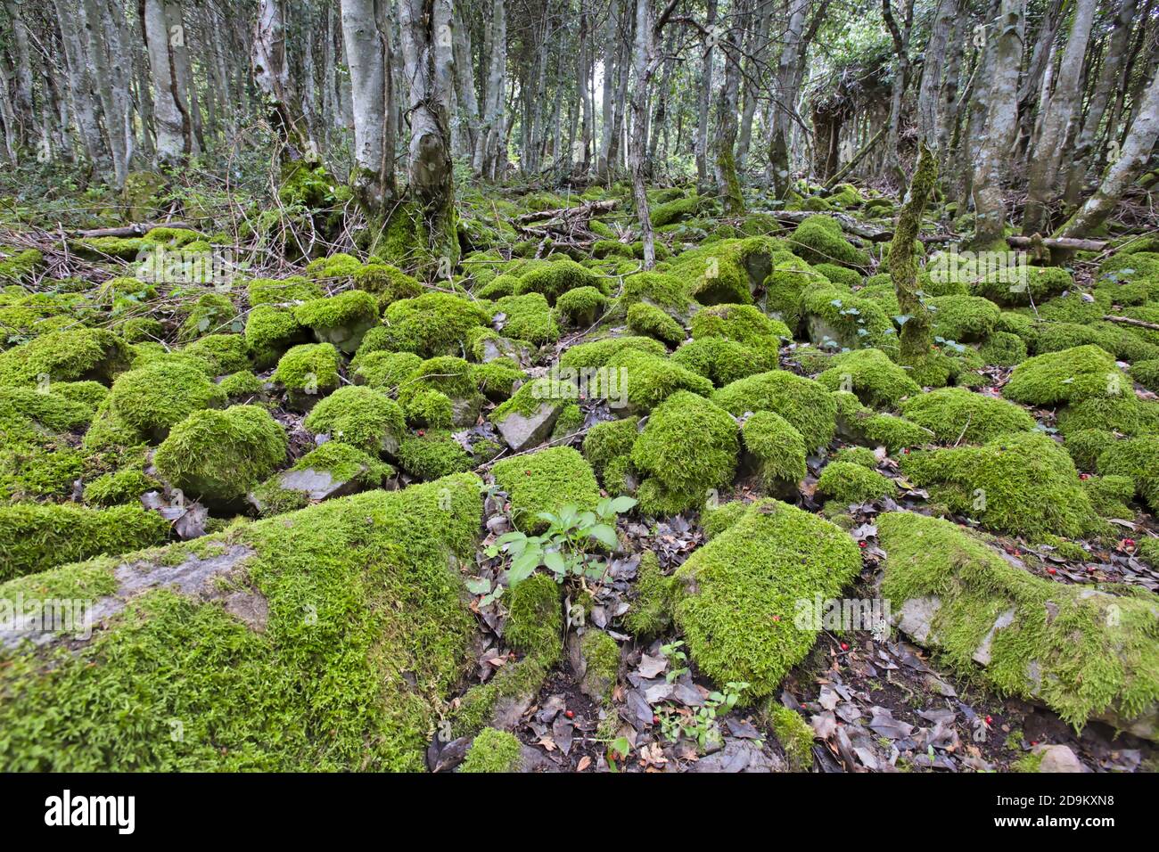 Holly forest - Acebal de Garagüeta Stock Photo - Alamy