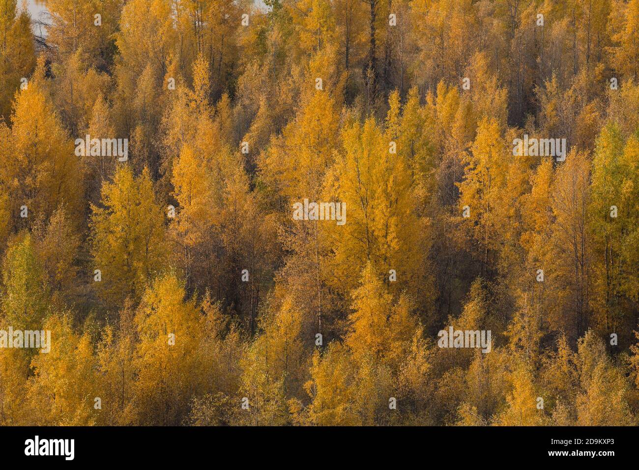 Fall color in the aspen trees in Buffalo Valley in Wyoming, USA Stock ...