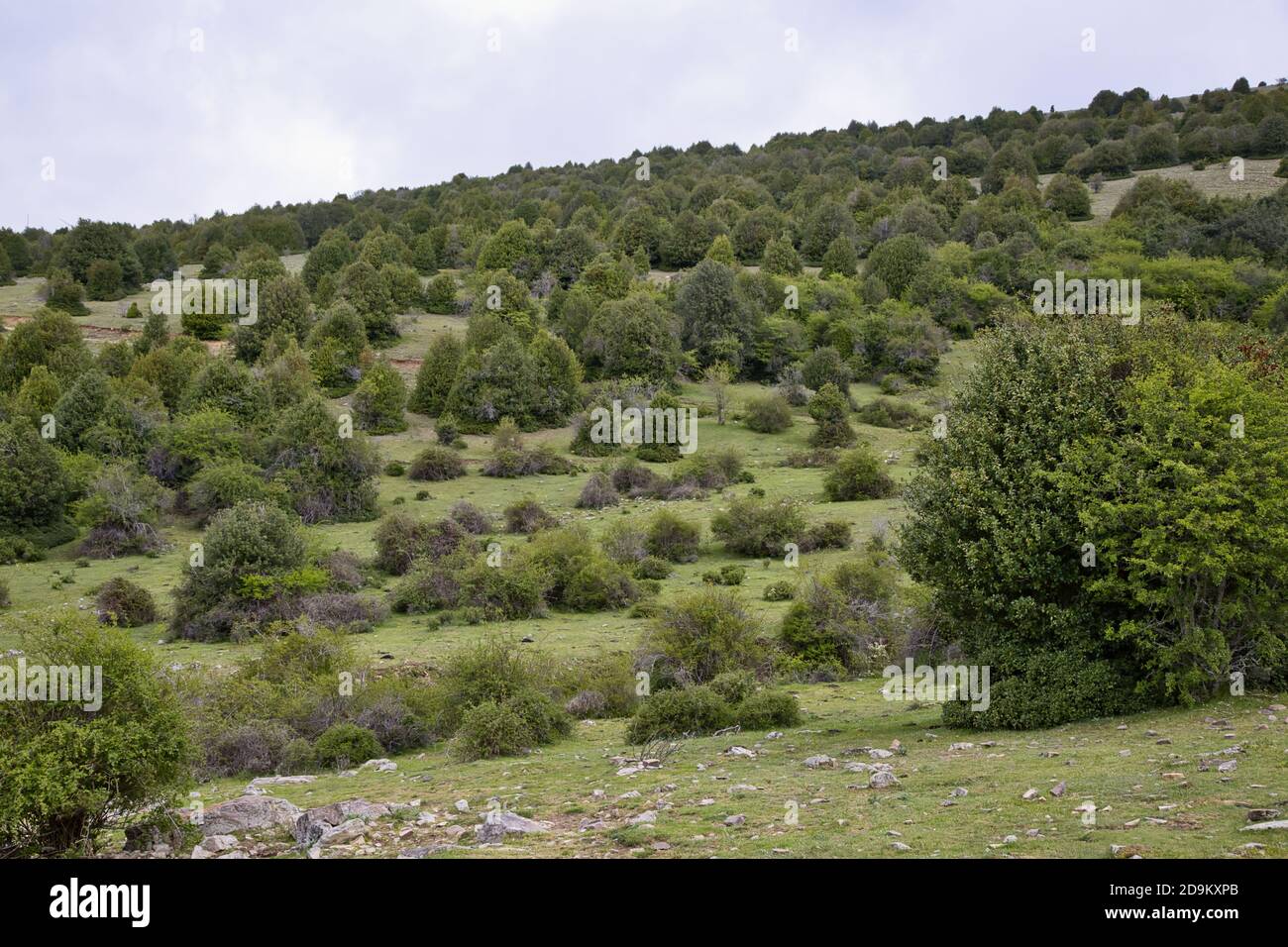 Holly forest - Acebal de Garagüeta Stock Photo - Alamy