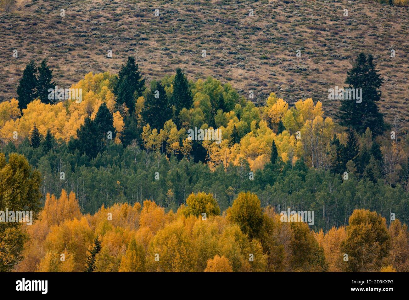 Fall color in the aspen trees in Buffalo Valley in Wyoming, USA Stock ...