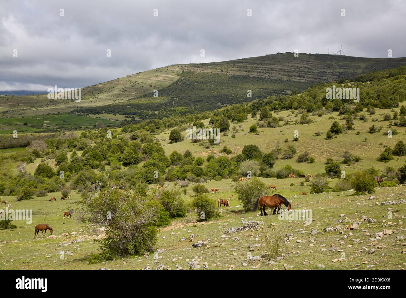 Holly forest - Acebal de Garagüeta Stock Photo - Alamy