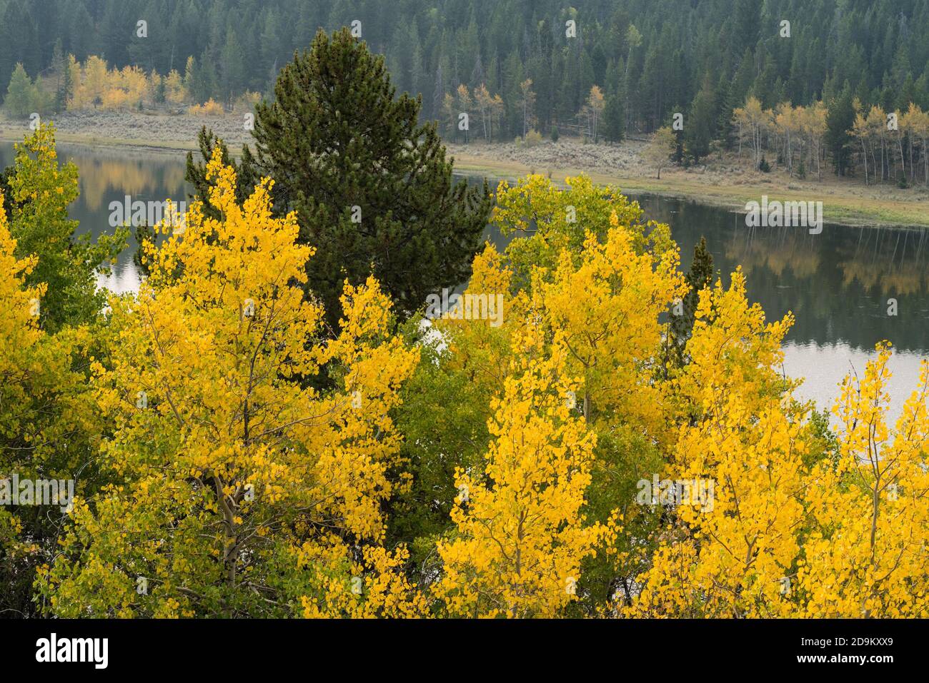 Fall color in the aspen trees along the Buffalo Fork River in Buffalo ...