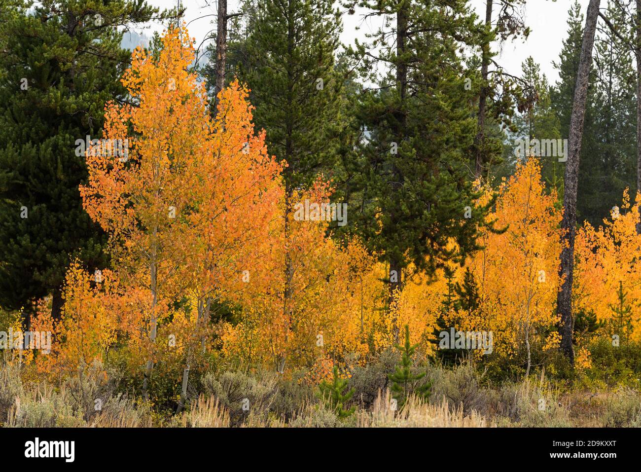 Fall color in the aspen trees in Buffalo Valley in Wyoming, USA Stock ...