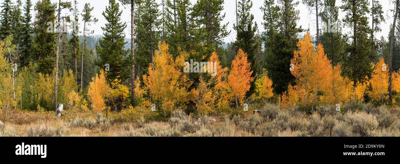 Fall color in the aspen trees in Buffalo Valley in Wyoming, USA Stock ...