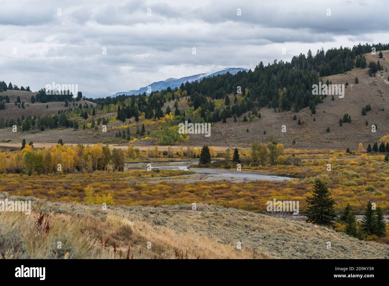 Fall color in the aspen trees along the Buffalo Fork River in Buffalo ...