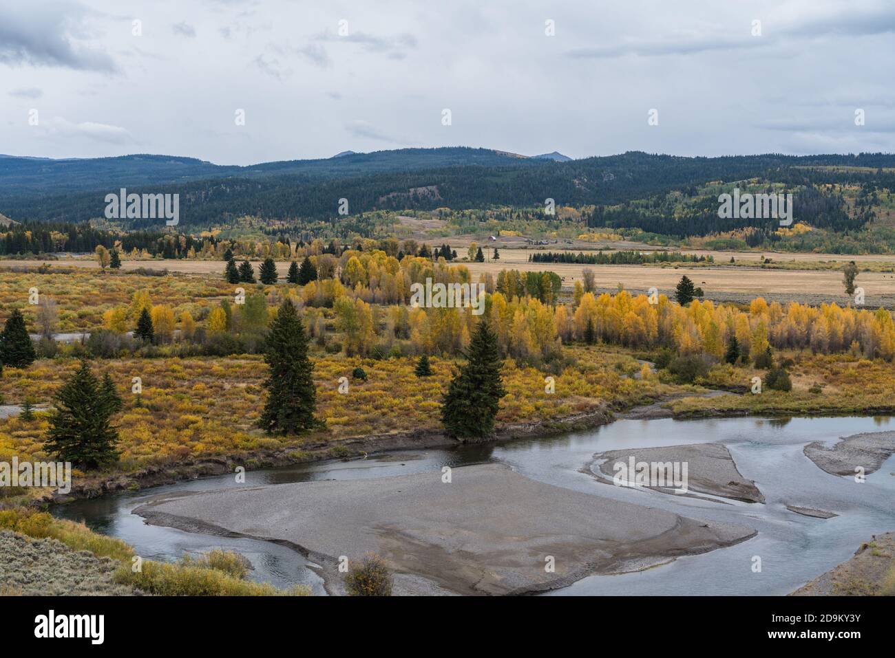 Fall color in the aspen trees along the Buffalo Fork River in Buffalo ...