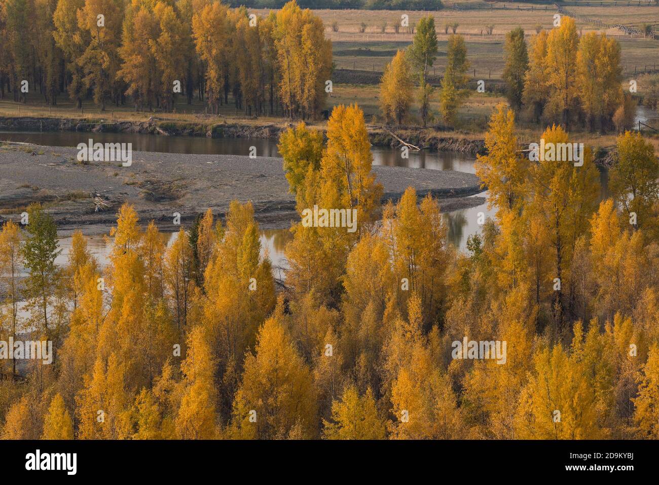 Fall color in the aspen trees along the Buffalo Fork River in Buffalo ...