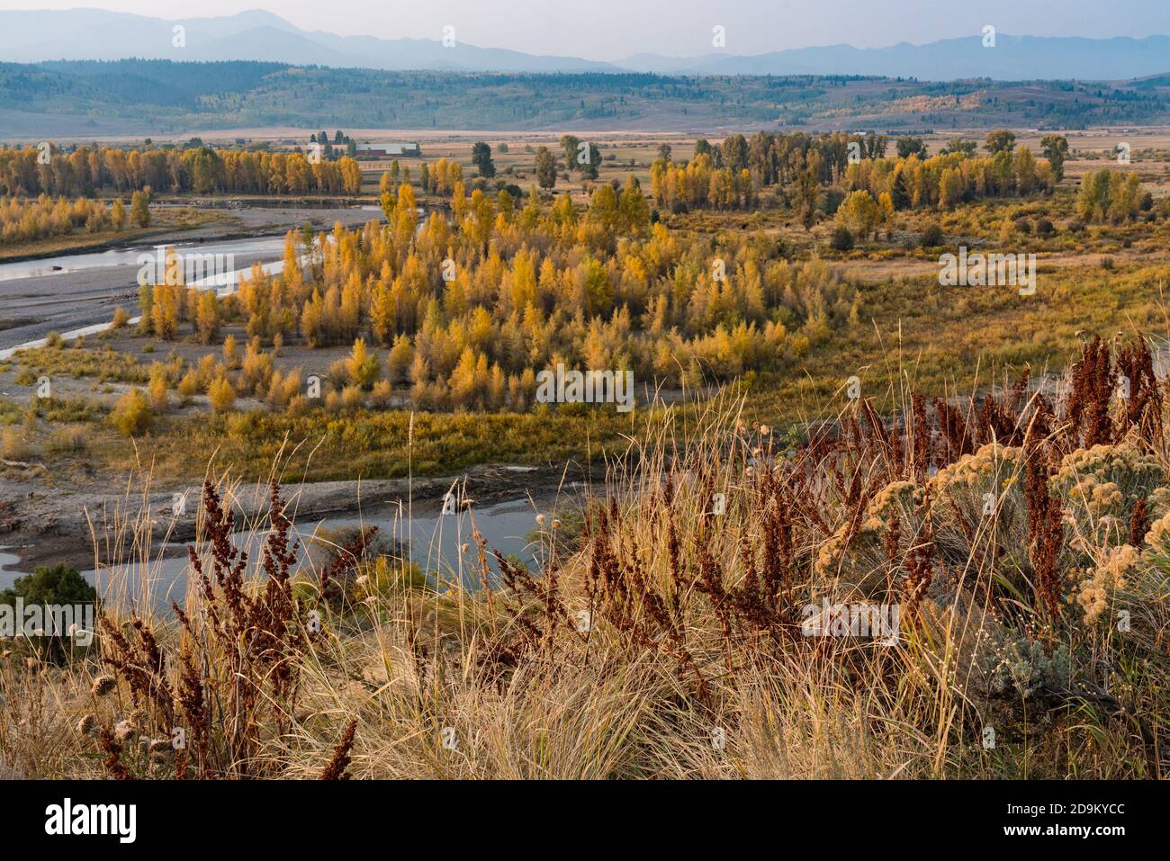 Fall color in the aspen trees along the Buffalo Fork River in Buffalo ...