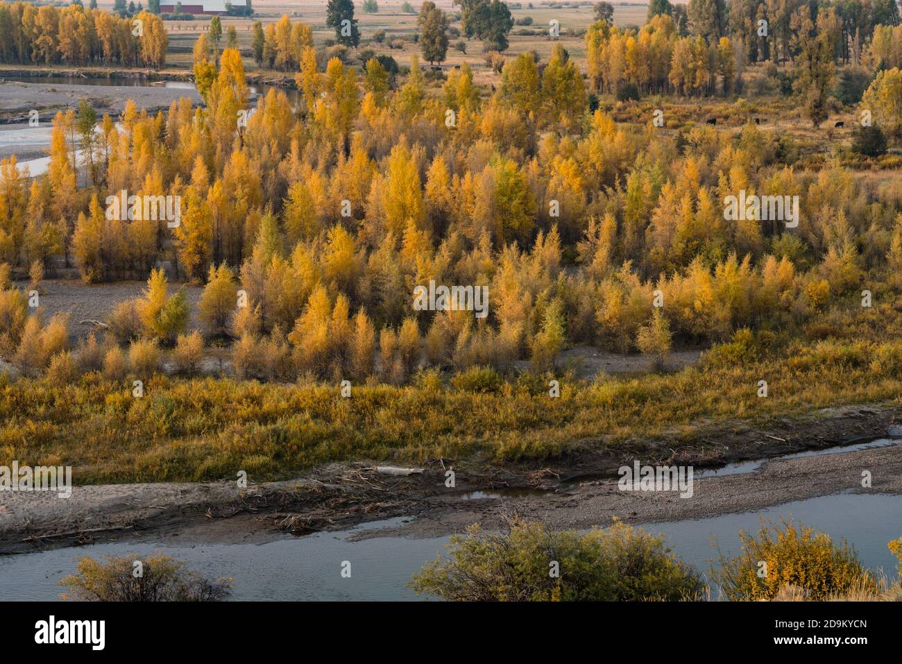 Fall color in the aspen trees along the Buffalo Fork River in Buffalo ...
