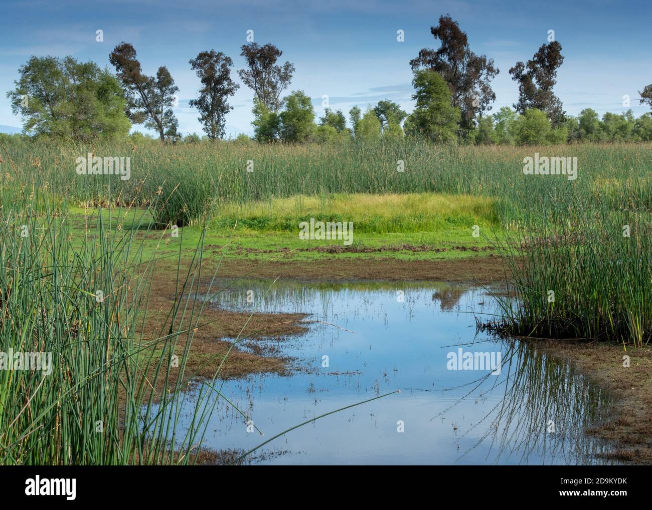 Marsh at the Sacramento National Wildlife Refuge featuring grasses and ...